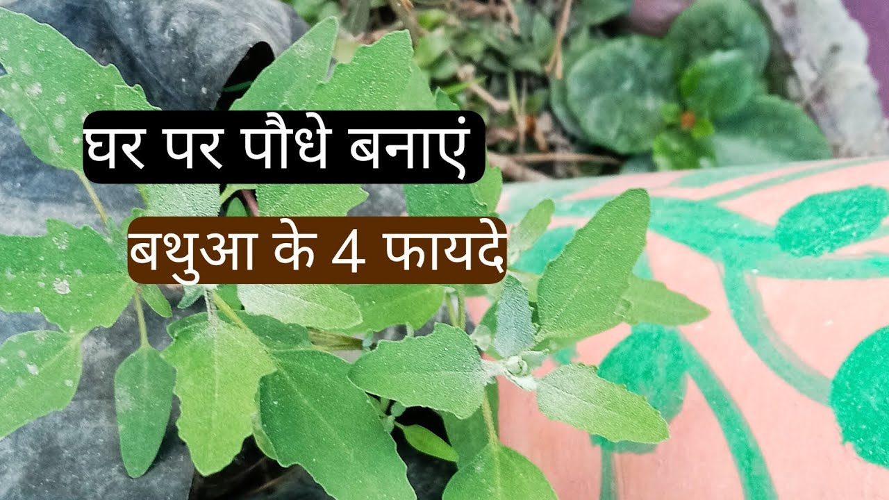 अगर कहीं दिखे ये जंगली पालक तो उखाड़ कर ना फेंके/Bathoo bathua or ...