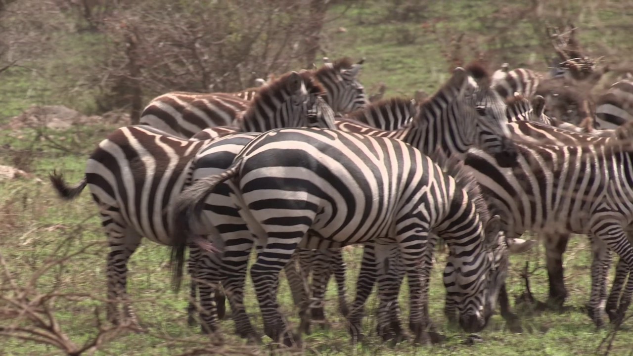 Group of Burchell's zebra running and standing in a group, Tanzania ...