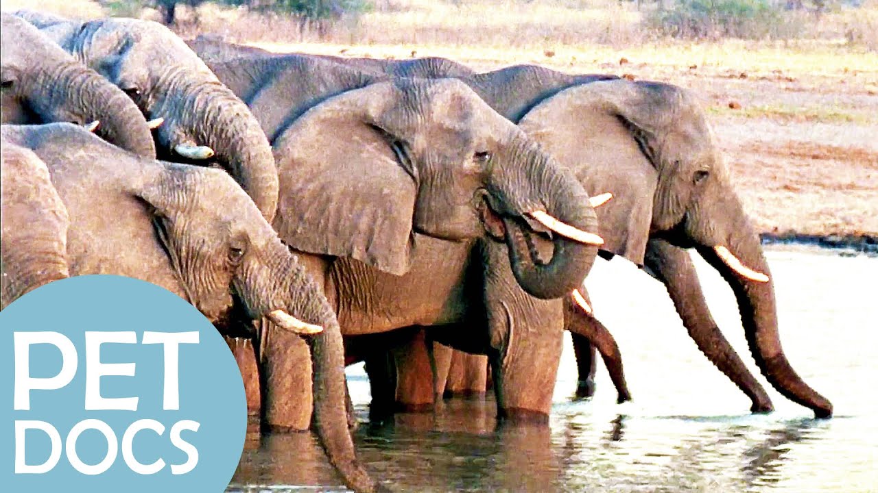 Elephants: Family for Life | My Animal Friends | Pet Docs - YouTube