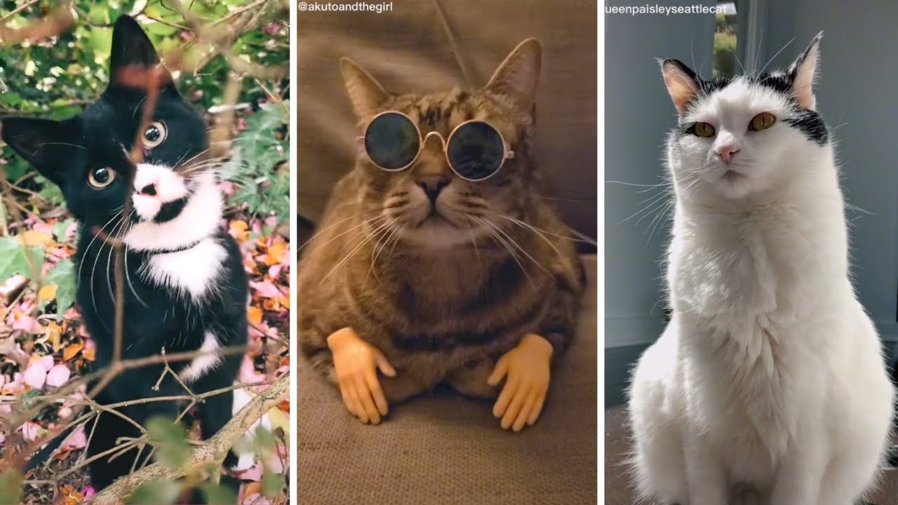 Best Cat Videos You Need to Watch 😹 ️️ A Viral Compilation😹 ️️ - YouTube