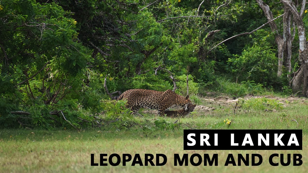 Yala Female Leopard and Cub - YouTube