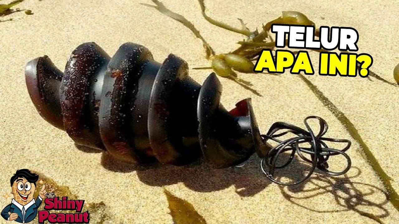 Jarang Terlihat! Inilah 5 Telur Hewan Teraneh yang Menakjubkan - YouTube