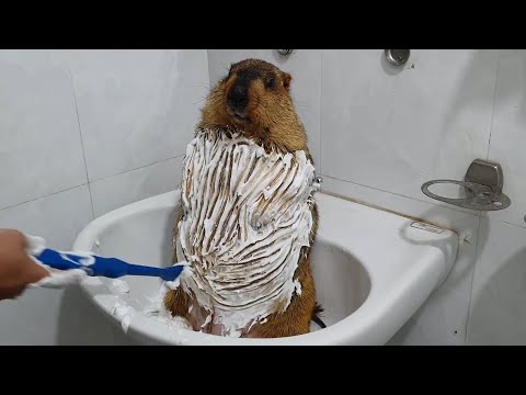 kuru köpükle dağ sıçanı banyosu zamanı