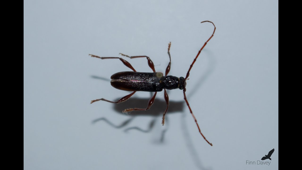 Longhorn Beetle Pinning and Display (Callidiopis scutellaris) - YouTube