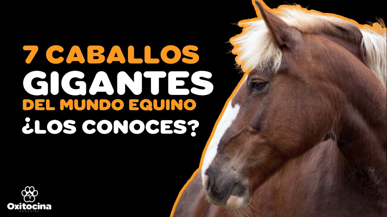 TOP 7 RAZAS DE CABALLOS MÁS GRANDES DEL MUNDO - YouTube