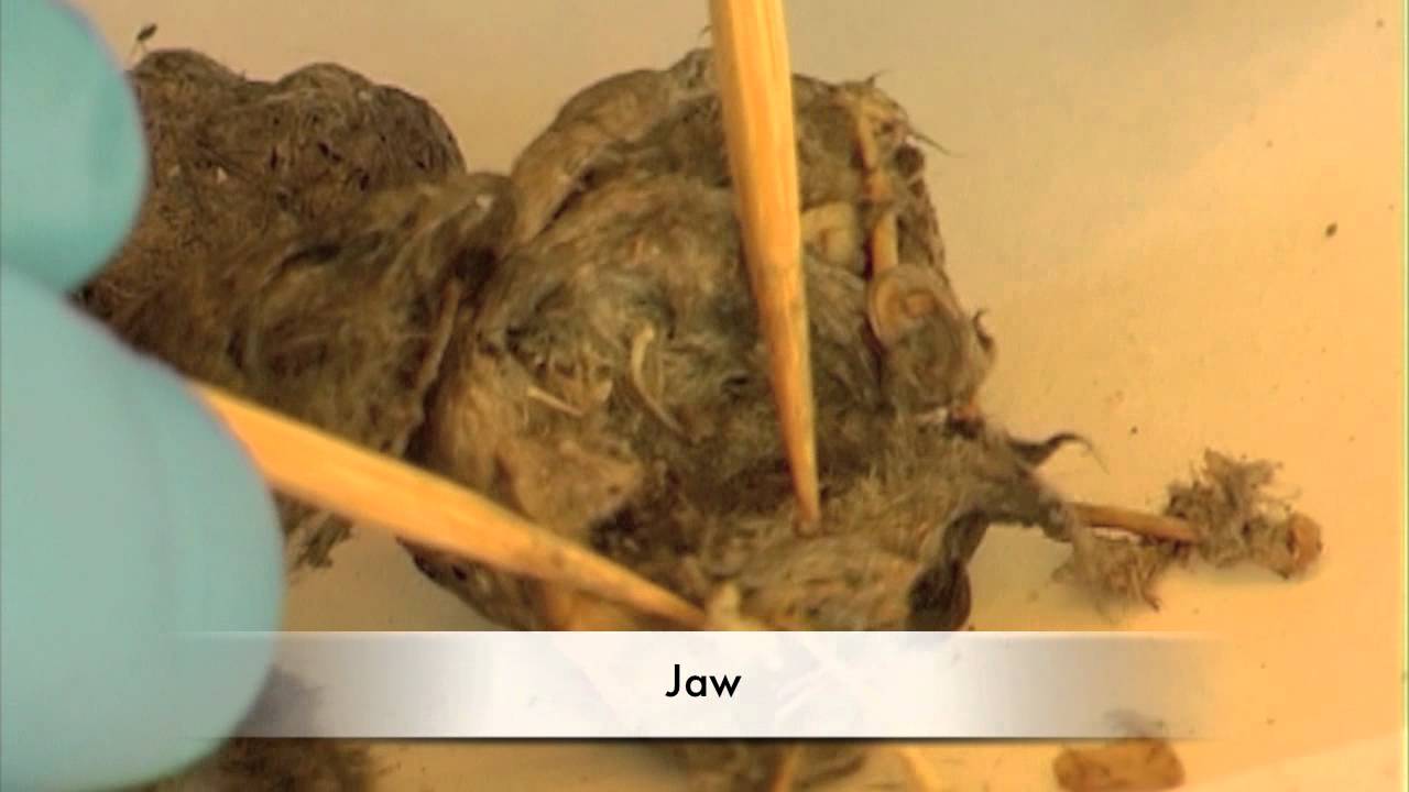 Contents of Kestrel Pellets - YouTube