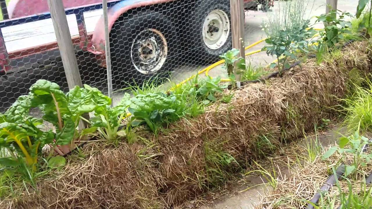 Hydroponic Tomatoes and the Hay Bale Garden, Update 04/27/16 - YouTube