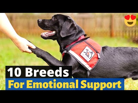 The Top 10 Dog Breeds to Help You Feel Better [Expert Opinion]