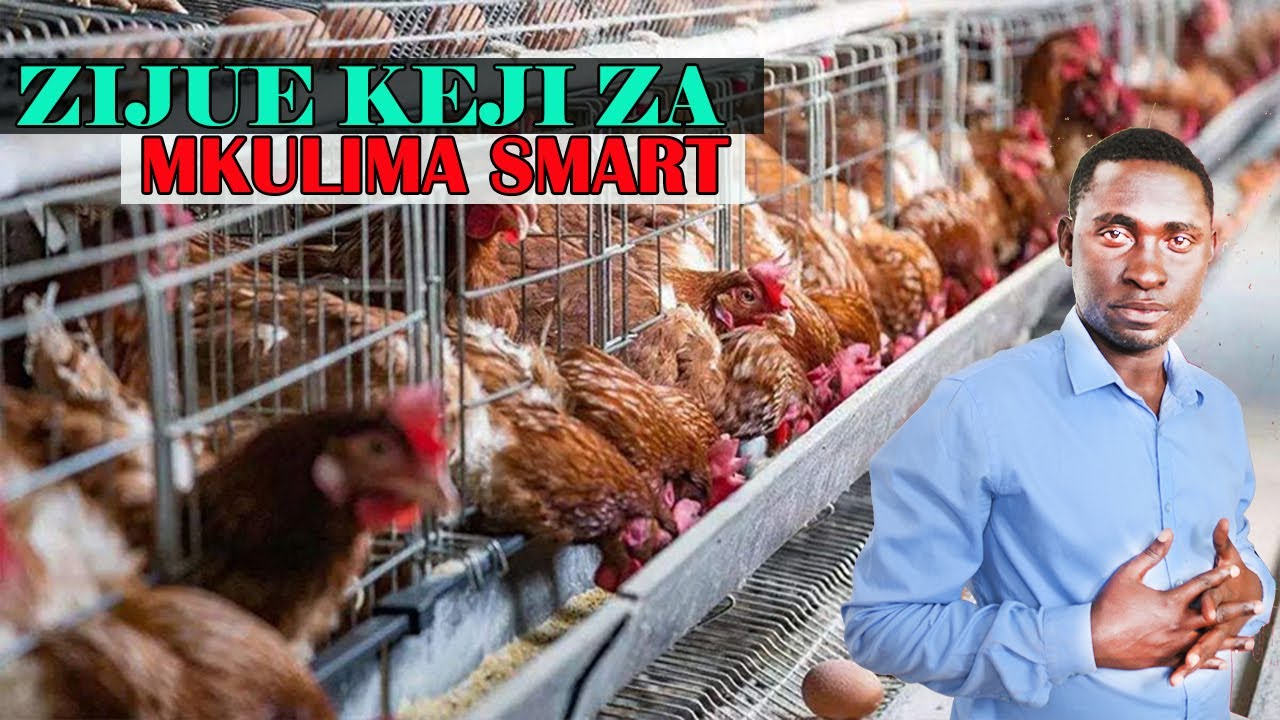 UFUGAJI WA KUKU KWA KUTUMIA CAGE| zijue battery cage zinazoundwa na ...