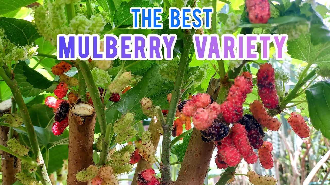Ano ang MAGANDANG pantanim na VARIETY ng MULBERRY? | ALAMIN ...