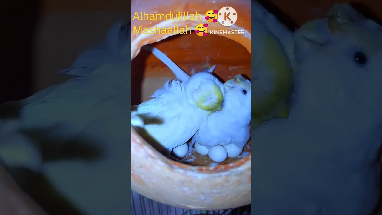 Japanese Helicopter Hogoromo Budgies. Cute & lovely couple #shorts ...