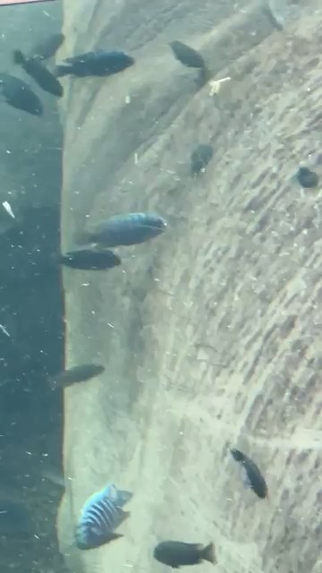 Fish Cleaning Hippopotamus Skin Underwater @ San Antonio Zoo # ...