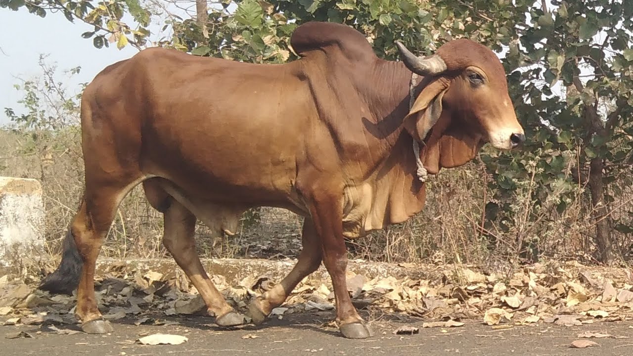 indian gir cow || save gir || indian gir breed || - YouTube