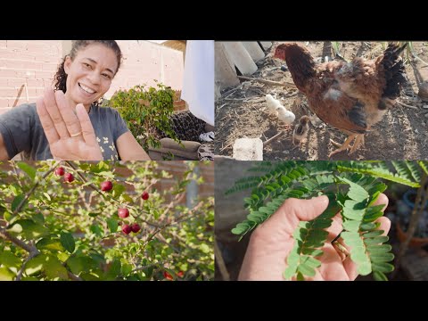Mostrando  rotina da manhã com  galinhas  e plantas . 