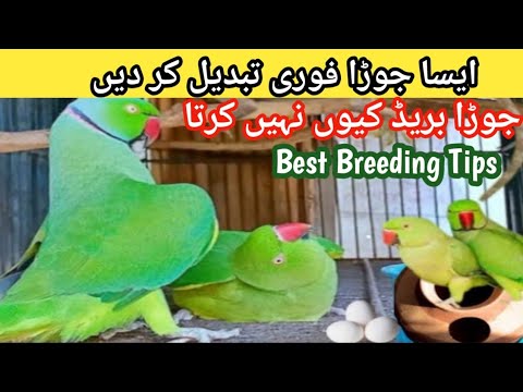 How to take quick bread from ring nick and mountain parrot|Breeding ...