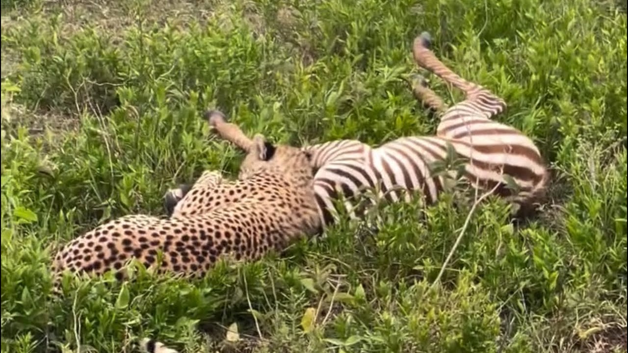 3 cheetahs hunting the foal zebra and take it down video - YouTube