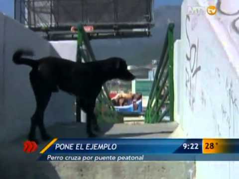 Las Noticias - Perro cruza por puente peatonal - YouTube