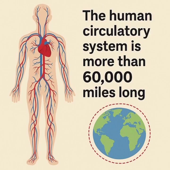 The human circulatory system stretches over 60,000 miles ? #highlighs # ...