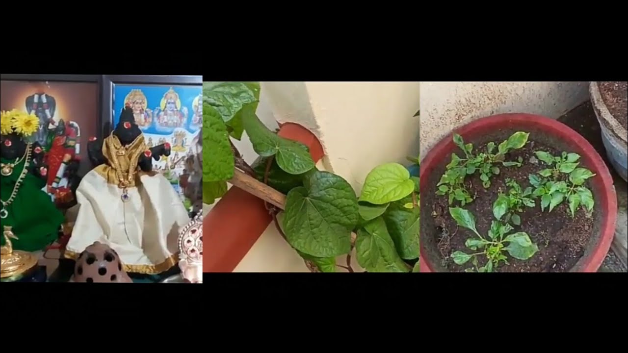 Vlog ||Working Women Routine||Pooja||Garden Updates||Positive vlog ...