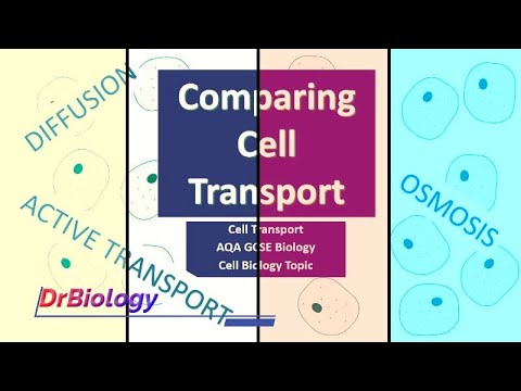 Comparing Cell Transport GCSE Biology (9-1) - YouTube