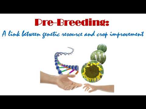 Pre-breeding or Genetic enhancememt - YouTube