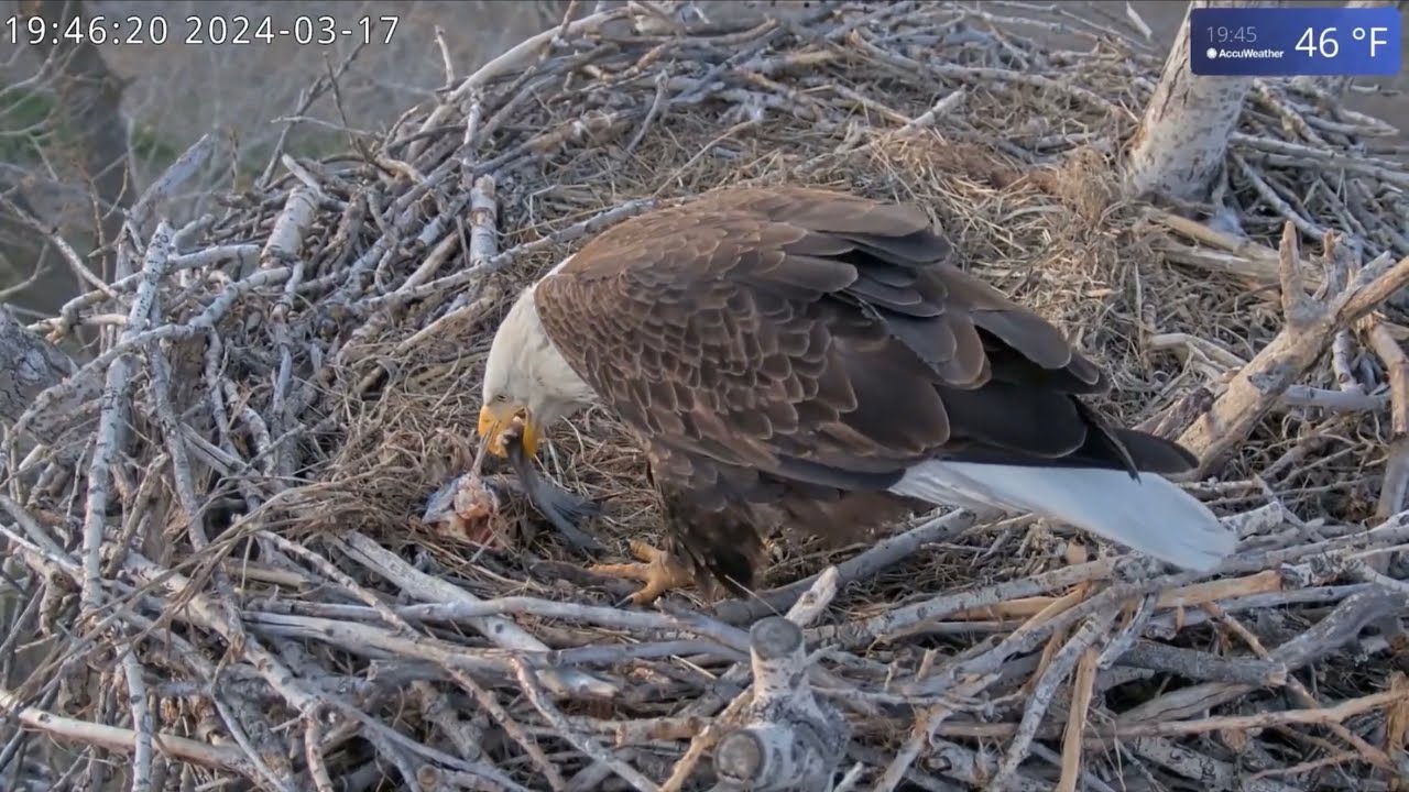 Kansas Eagles 3-18-24. Pip Watch Starts Today! Harvey Delivers ABC Fish ...