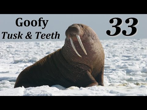 33 Goofy Teeth & Tusk Animals - YouTube