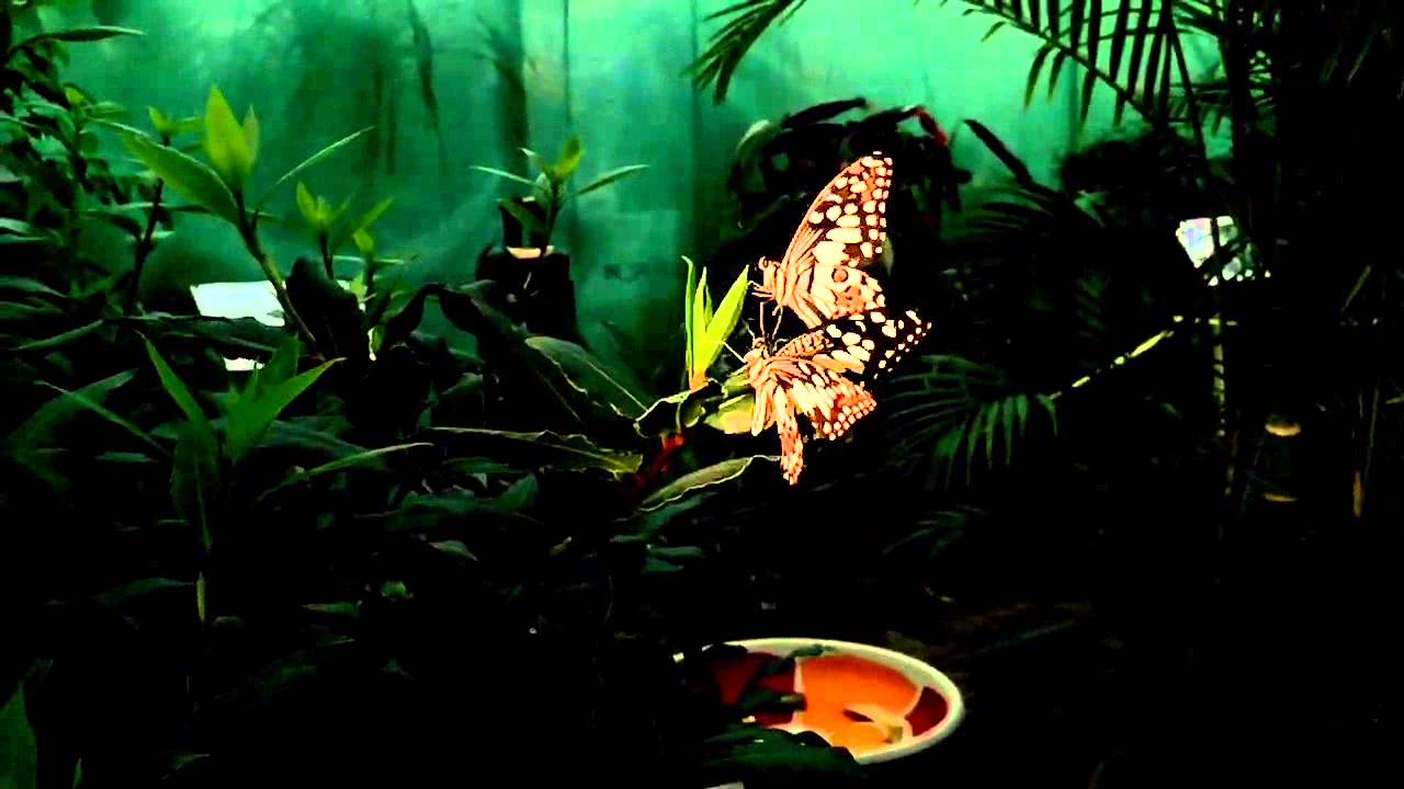 Butterflies in slow motion - shot with iPhone 6 - YouTube