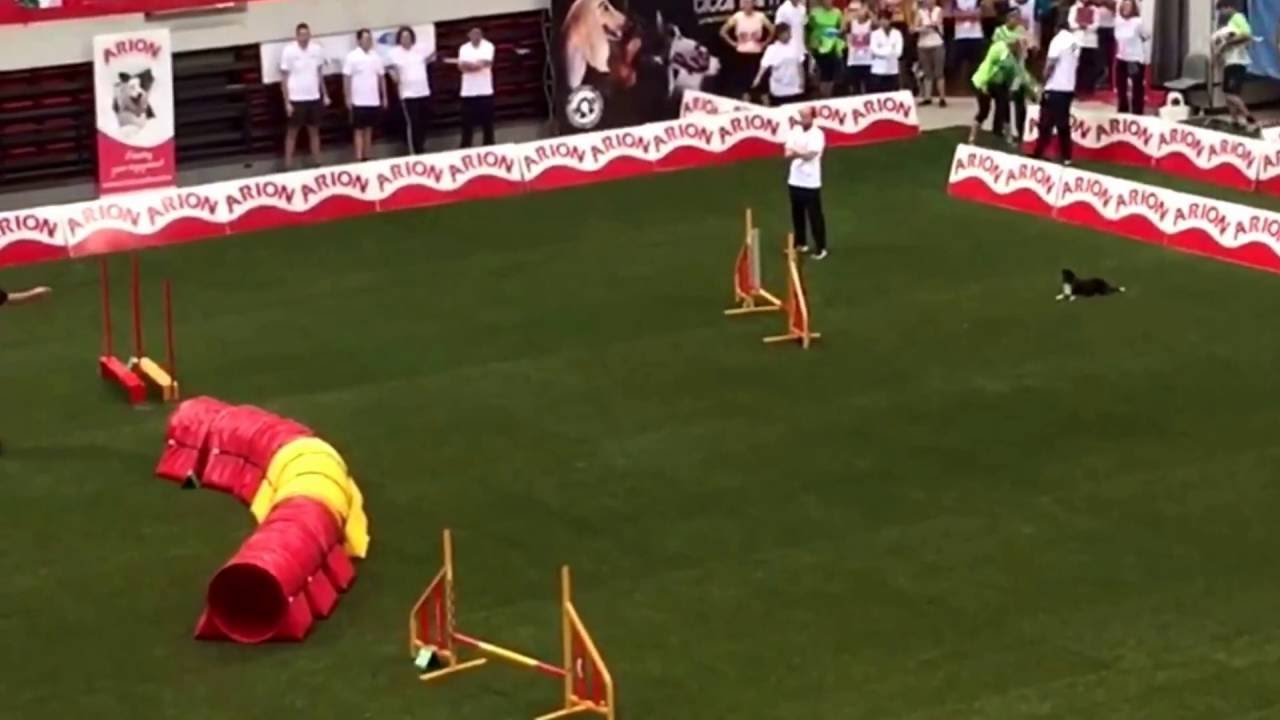 Agility World Champion 2016 - Team Germany Small - YouTube