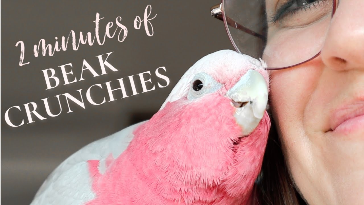 MAJOR Galah Beak Crunchies - YouTube