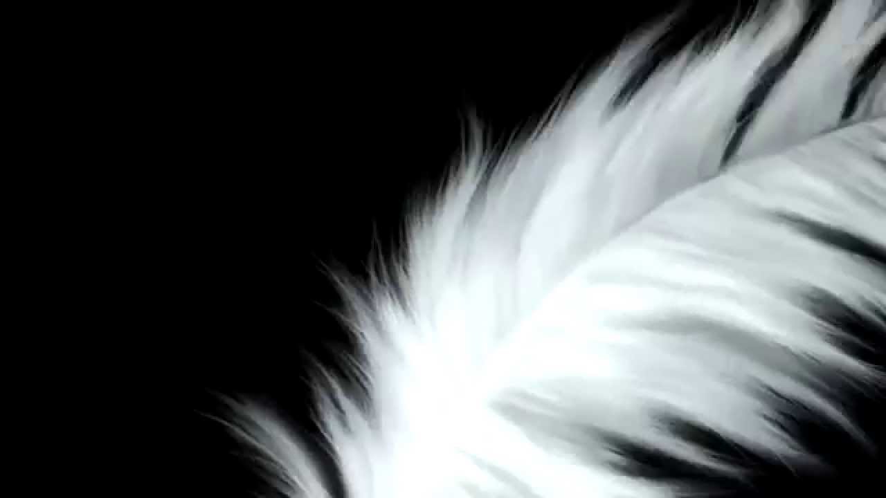 Feather ~ Overlay Transition - YouTube