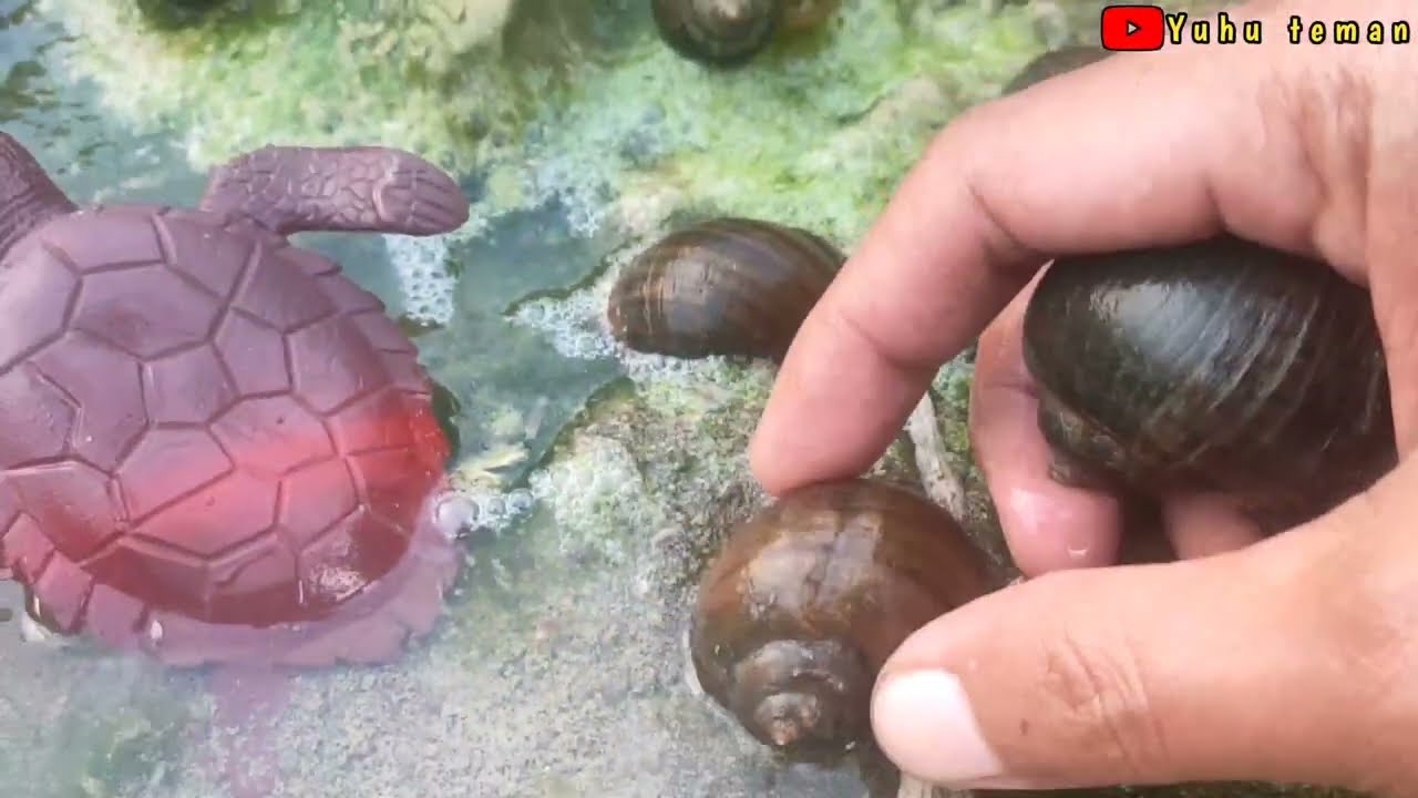 WOW..!!! Menemukan BANYAK sekali KEONG EMAS Di sungai yang berlumut,ada ...