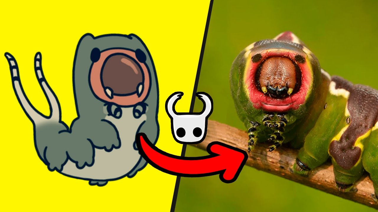 5 Insectos de HOLLOW KNIGHT en la VIDA REAL - [TOP 5] - YouTube