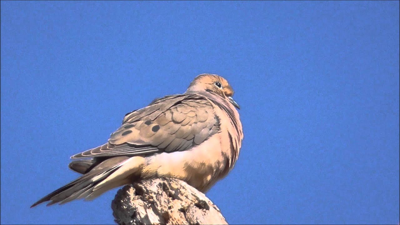 Morning Dove - Spring motives - cooing - YouTube