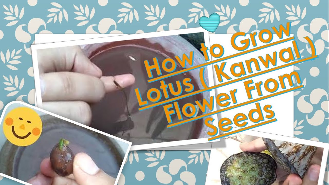 How to grow lotus\ kanwal flower from seeds ^_^ - YouTube