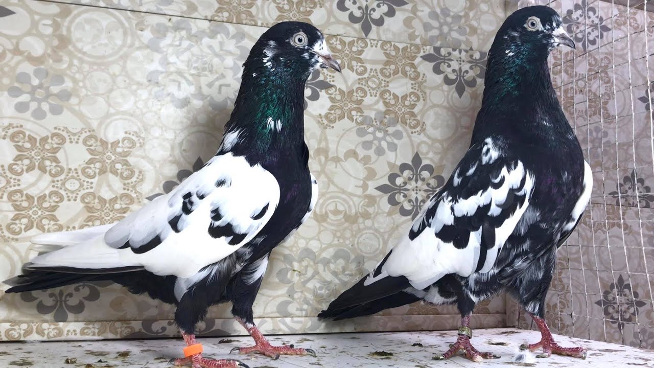 Rampuri Kabootar for sale in Lahore Kashif Ali (0307-9771936) - YouTube