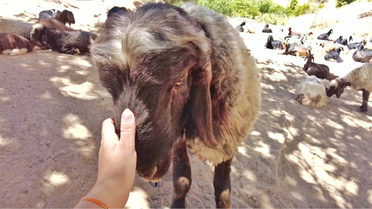 Iranian nomad with Sheep |Country life with sheep in mountain ...
