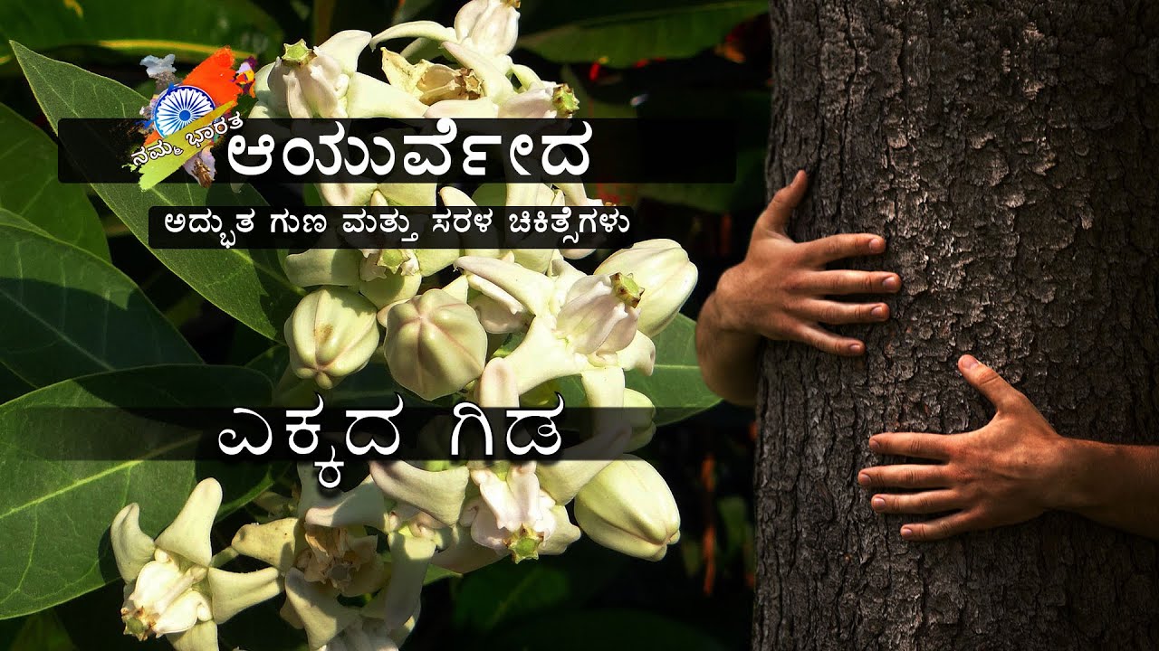 Calotropis gigantea | Ekkada Gida | Ayurveda Treatments | Kannada Video ...