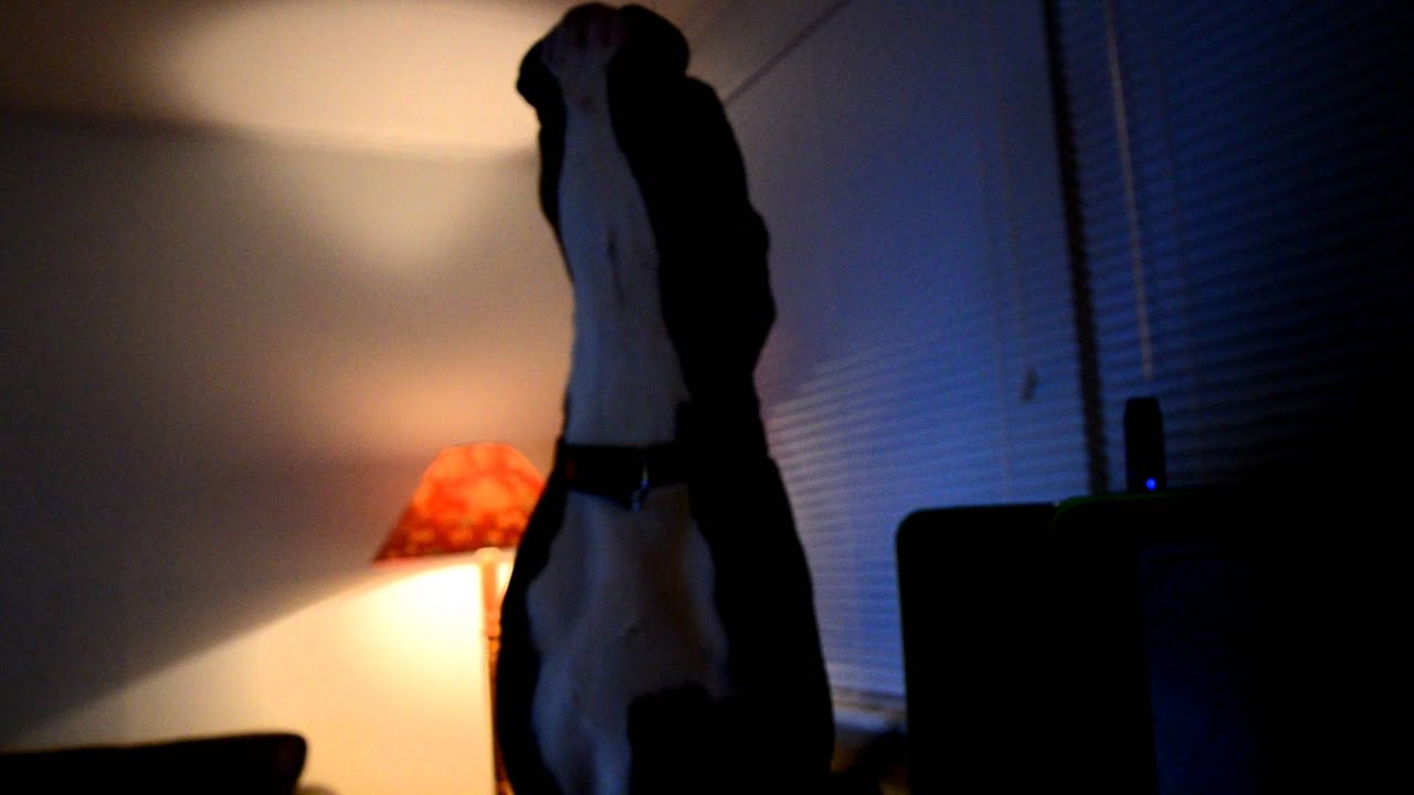 Rio - Boxer Dog Singing To a Clarinet! - YouTube