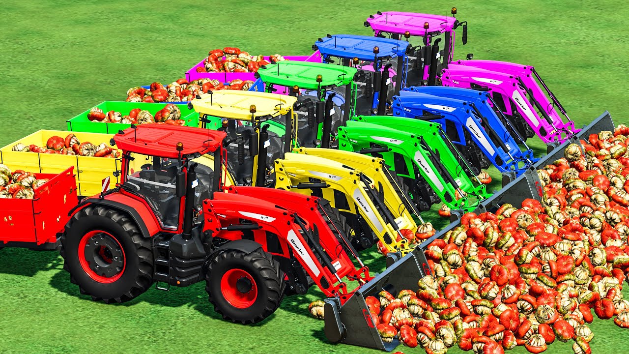 BIG LOADERS & TRANSPORT SMALL PUMPKINS WITH FERGUSON TRACTORS! Farming ...
