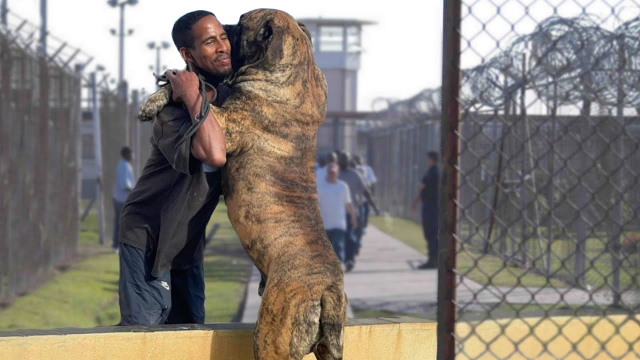 These 10 Dogs Love Their Owner More Than Themselves - YouTube