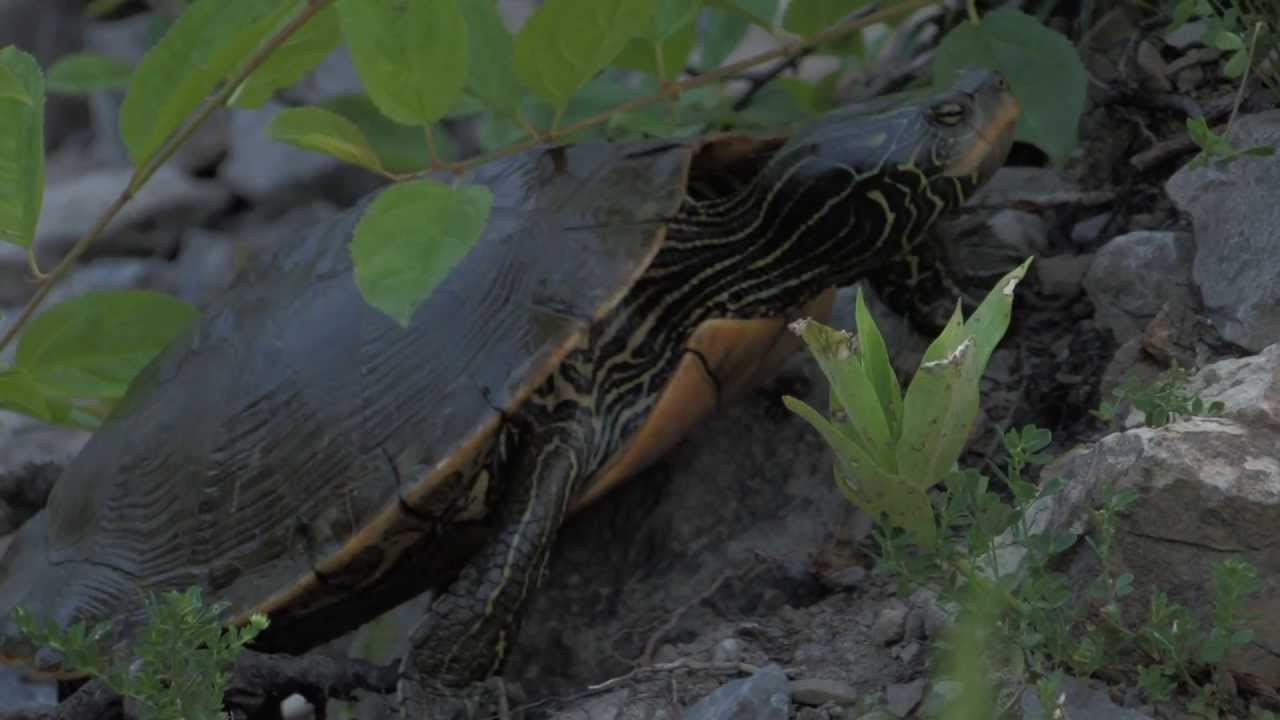 Tortue géographique - Capsule #5 (Map Turtle) - YouTube
