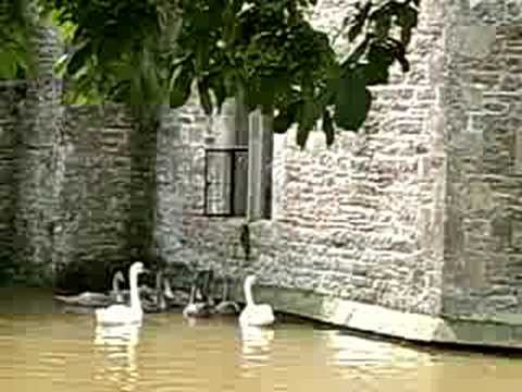 Swans at Wells in Somerset - YouTube
