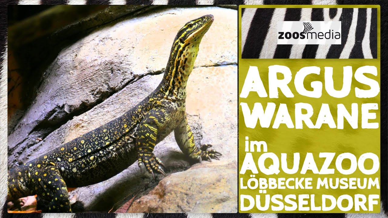 Neue WARANE im Aquazoo Löbbecke Museum in Düsseldorf | zoos.media - YouTube