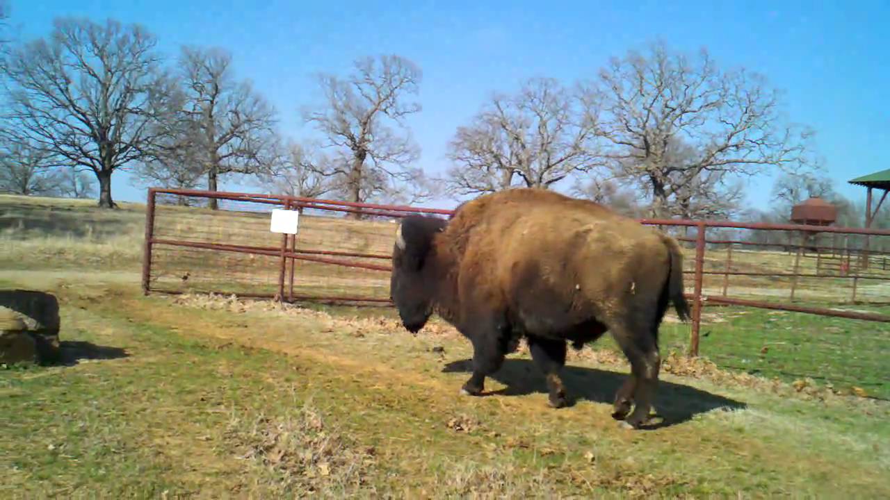 buffalo on the road at Woolaroc - YouTube