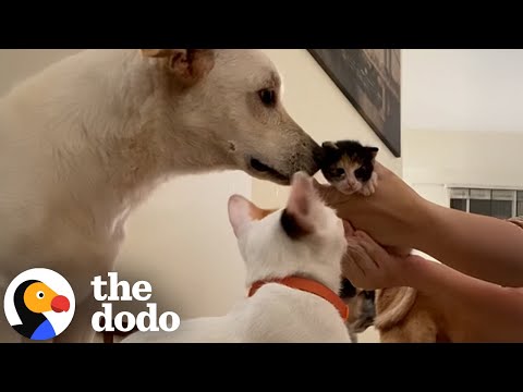 This Dog's Cat Sister Had Kittens - And He's OBSESSED | The Dodo