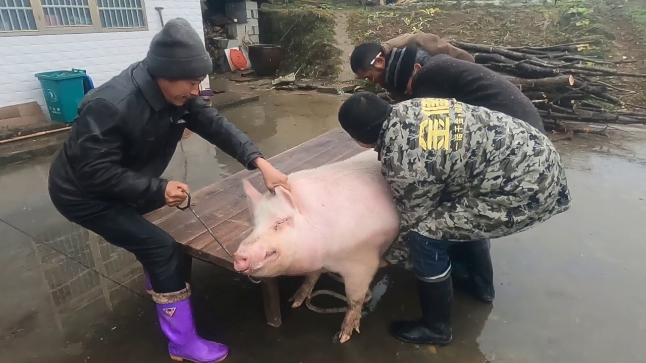 Pig Slaughter - A new way to kill pigs in rural areas, easy to get 380 ...