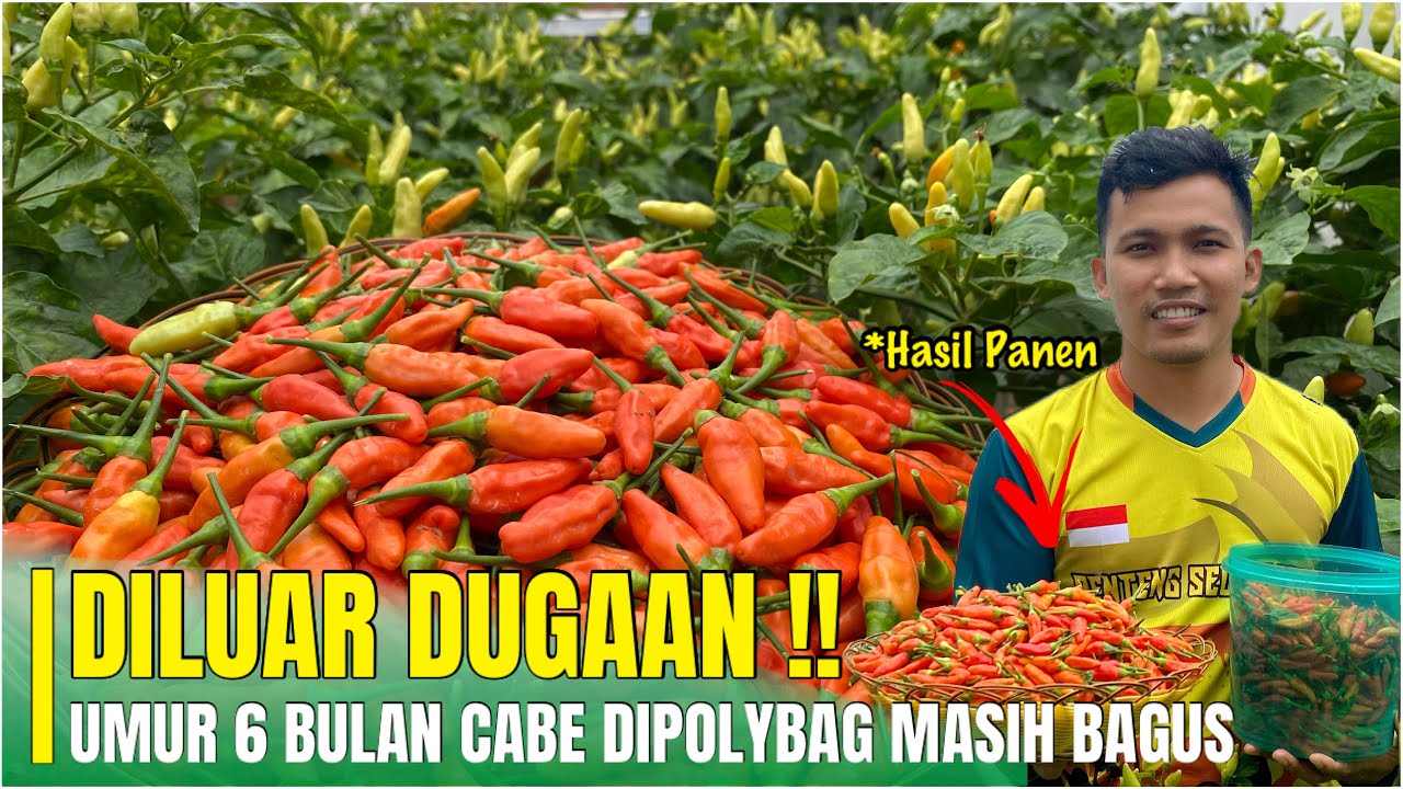 Perawatan Cabe Rawit Ori 212 Umur 21 Minggu,Panen Cabe Ori 212 - YouTube