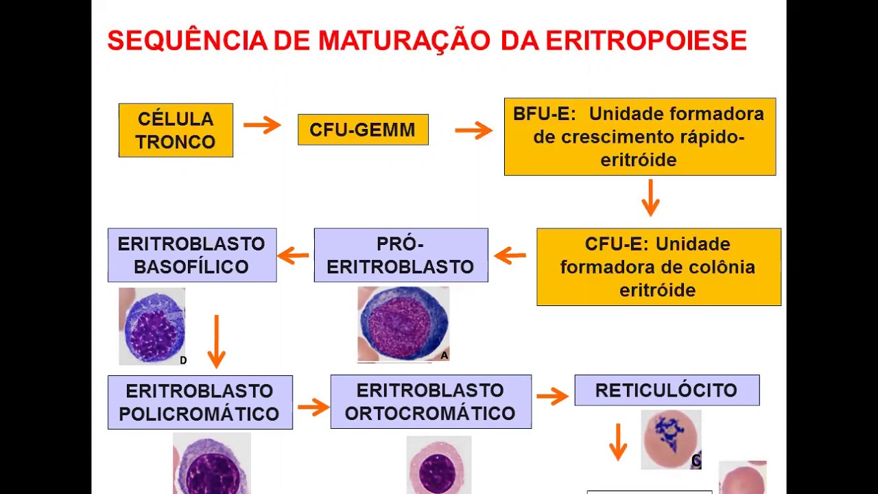 ERITROPOIESE 1 - YouTube