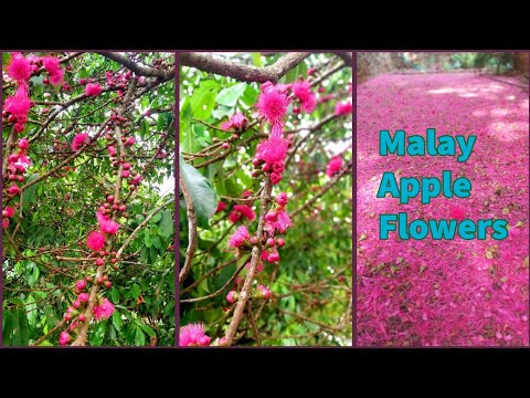 Malay Apple Tree Flowers ( Syzygium Malaccense) |Malay Rose Apple - YouTube